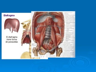 Anatomia de la Pared abdominal-Netter.ppt