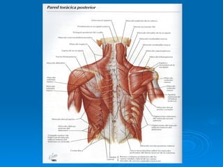 Anatomia de la Pared abdominal-Netter.ppt