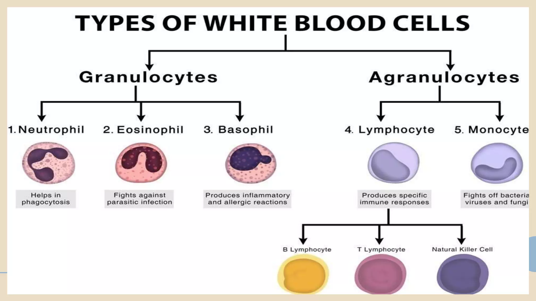 Pathology of Blood and Urine | PPTX