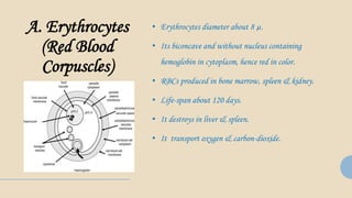 Pathology of Blood and Urine | PPTX