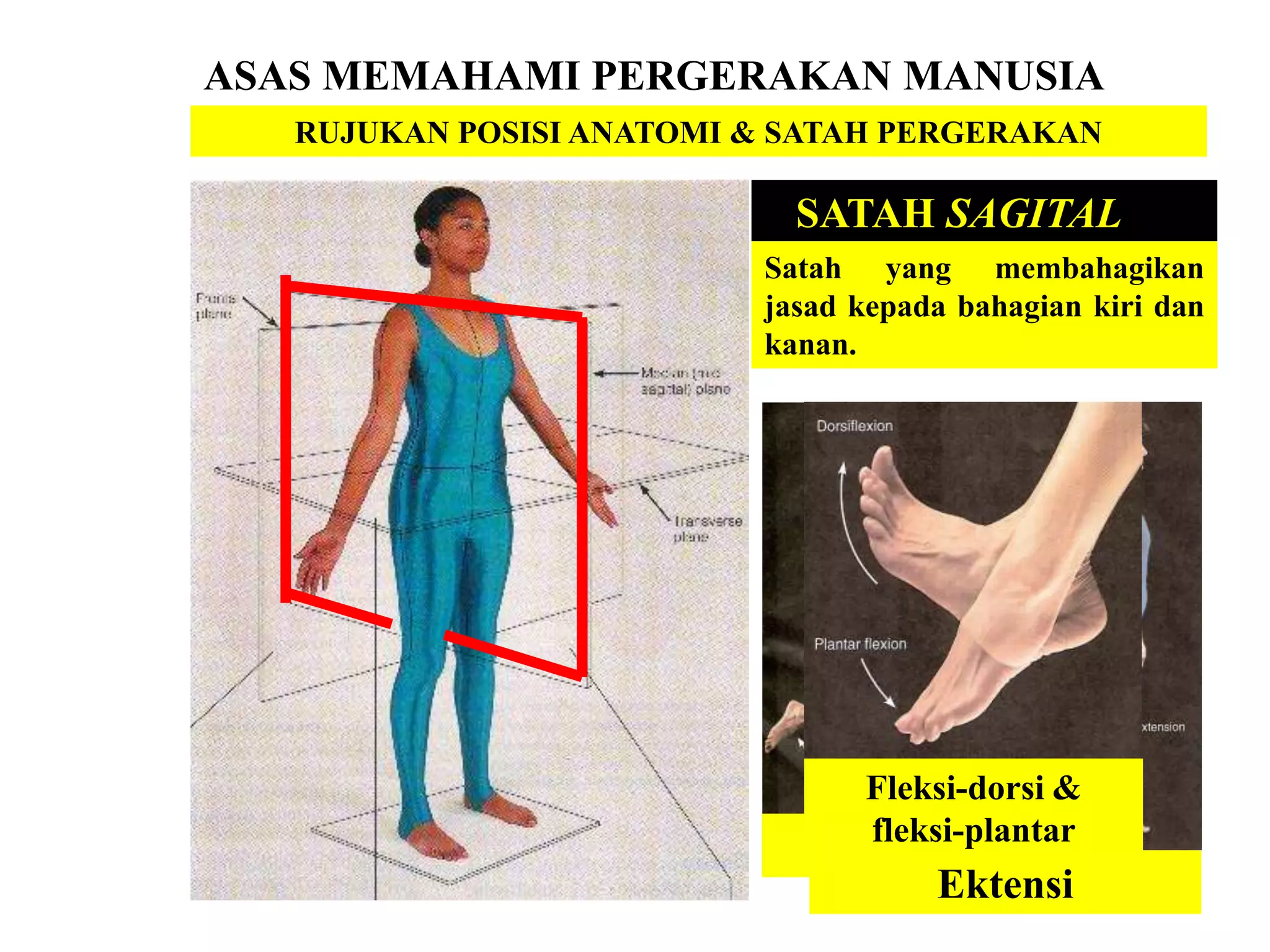 Anatomy Musculoskeletal (pengenalan satah) | PPSX