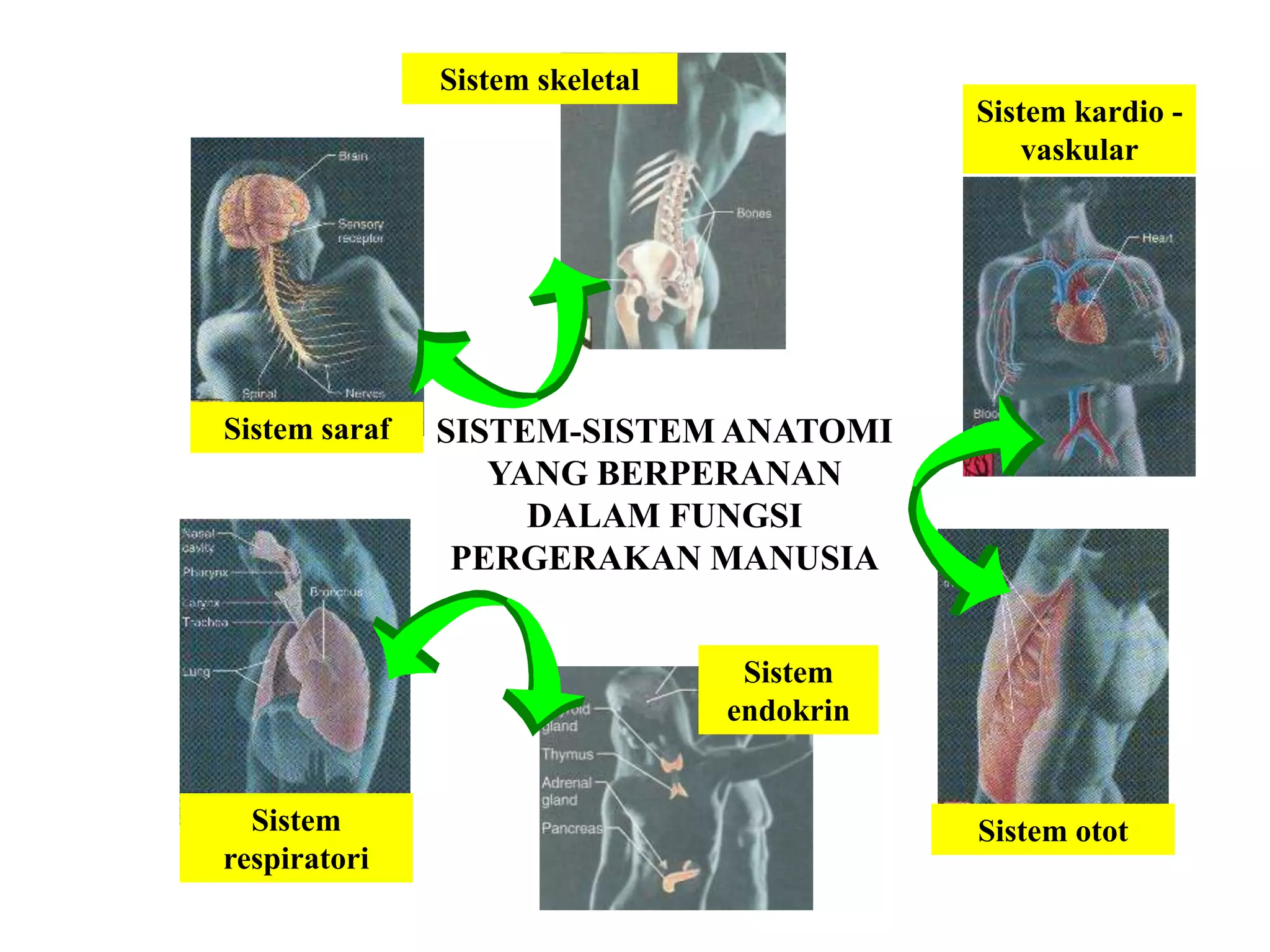 Anatomy Musculoskeletal (pengenalan satah) | PPSX