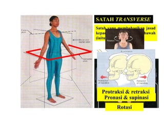 Anatomy Musculoskeletal (pengenalan satah) | PPSX