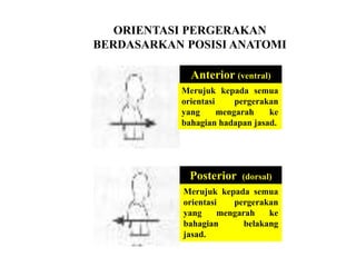 Anatomy Musculoskeletal (pengenalan satah) | PPSX