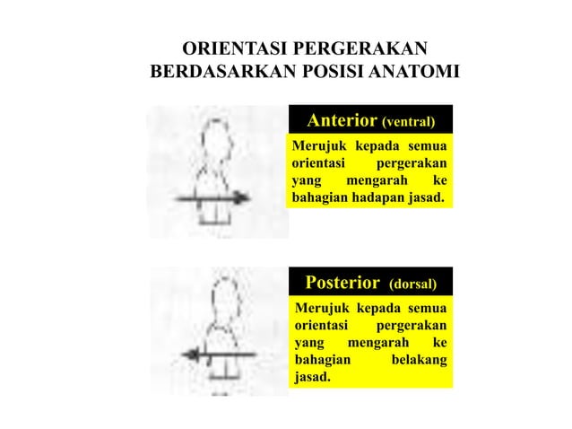 Anatomy Musculoskeletal (pengenalan satah) | PPSX