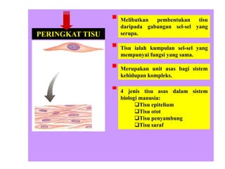 Anatomy Musculoskeletal (pengenalan satah) | PPSX