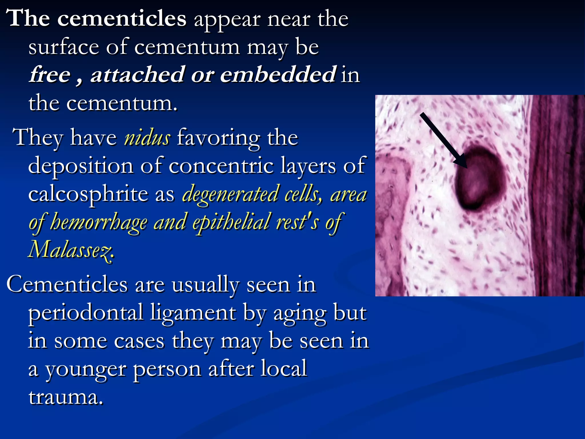 1 periodontal ligament future | PPT