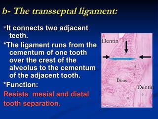 1 periodontal ligament future | PPT