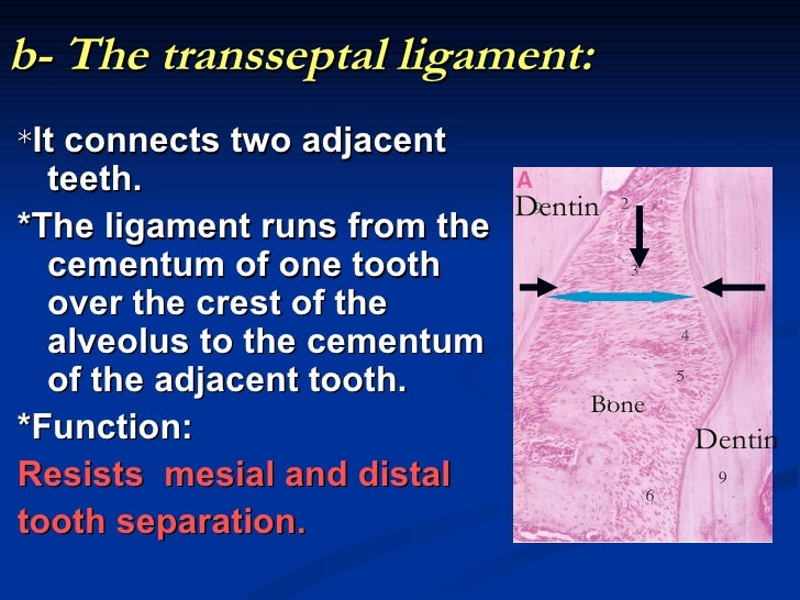 1 periodontal ligament future