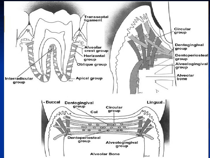 1 periodontal ligament future