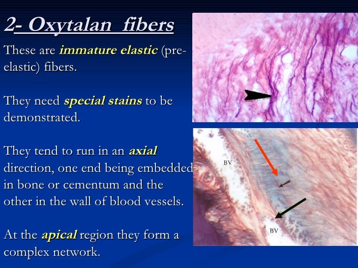 1 periodontal ligament future