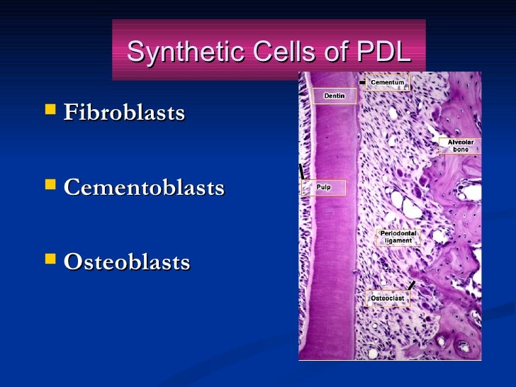 1 periodontal ligament future