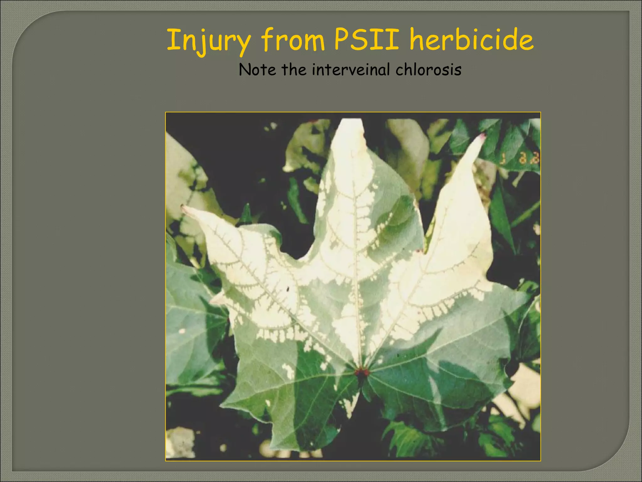 pesticides | PPT