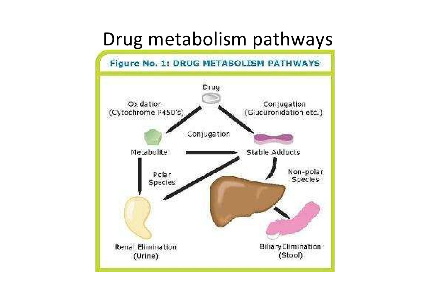1 Pharmacology Pharmacokinetics