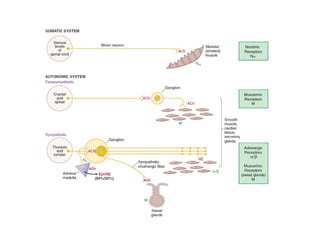 Pharmacology of peripheral nervous system | PDF
