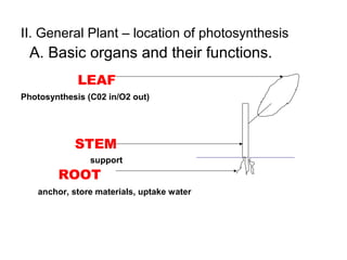 1. photosynthesis | PPT
