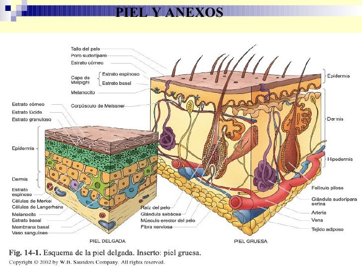 1 piel y anexos