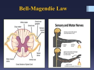 Pioneers in Experimental Psychology | PPTX