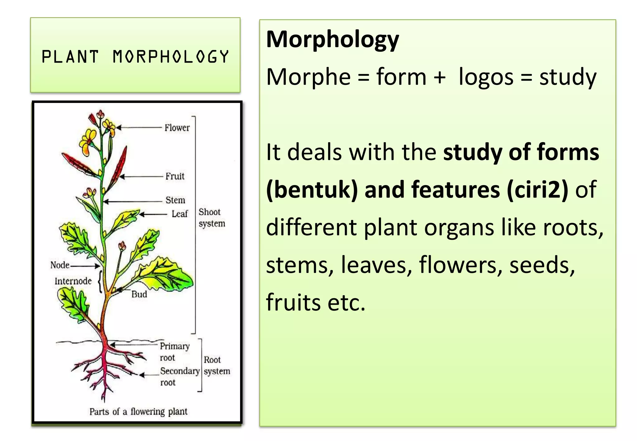 1. plant morphology introduce | PPT