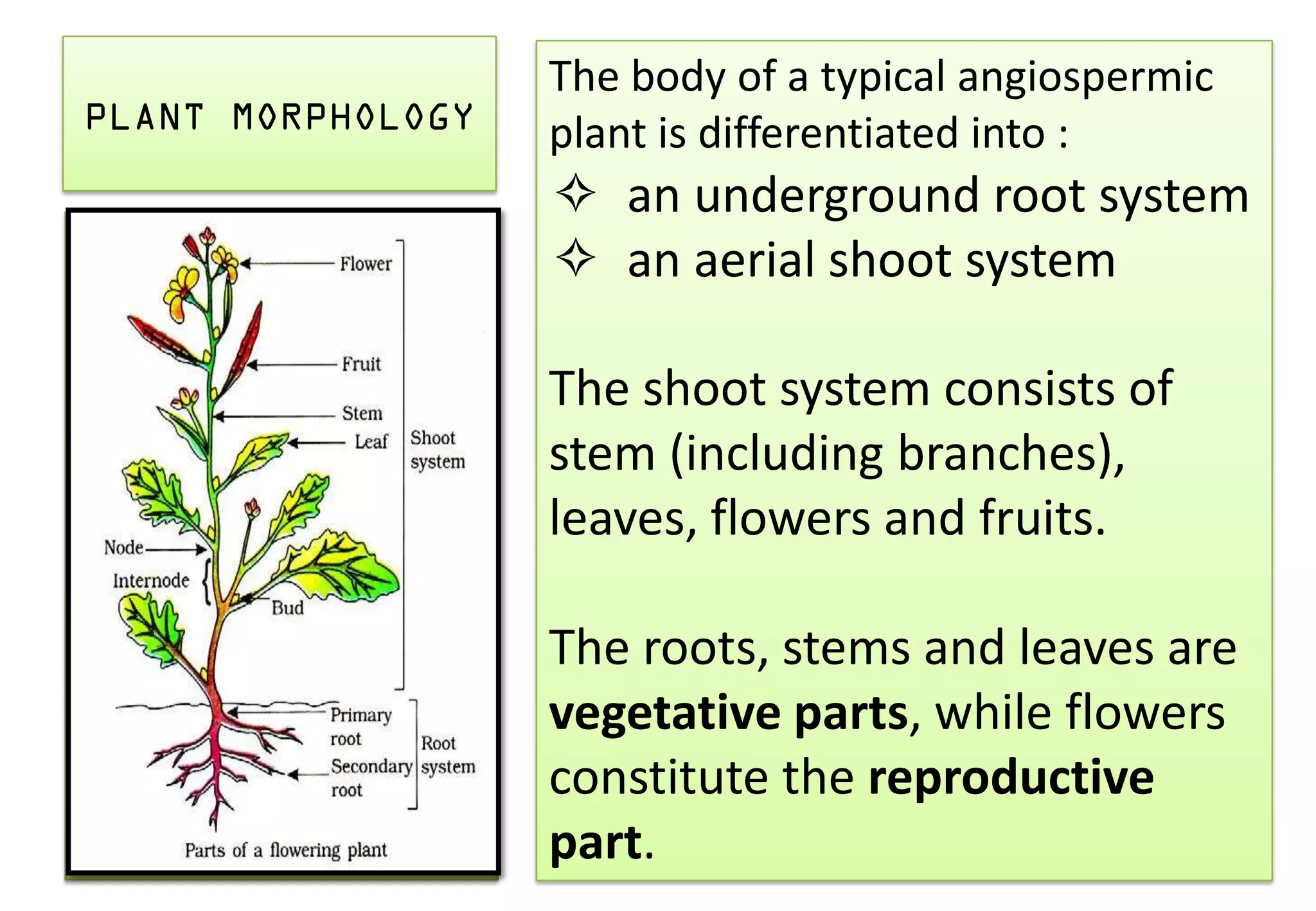 1. plant morphology introduce | PPTX