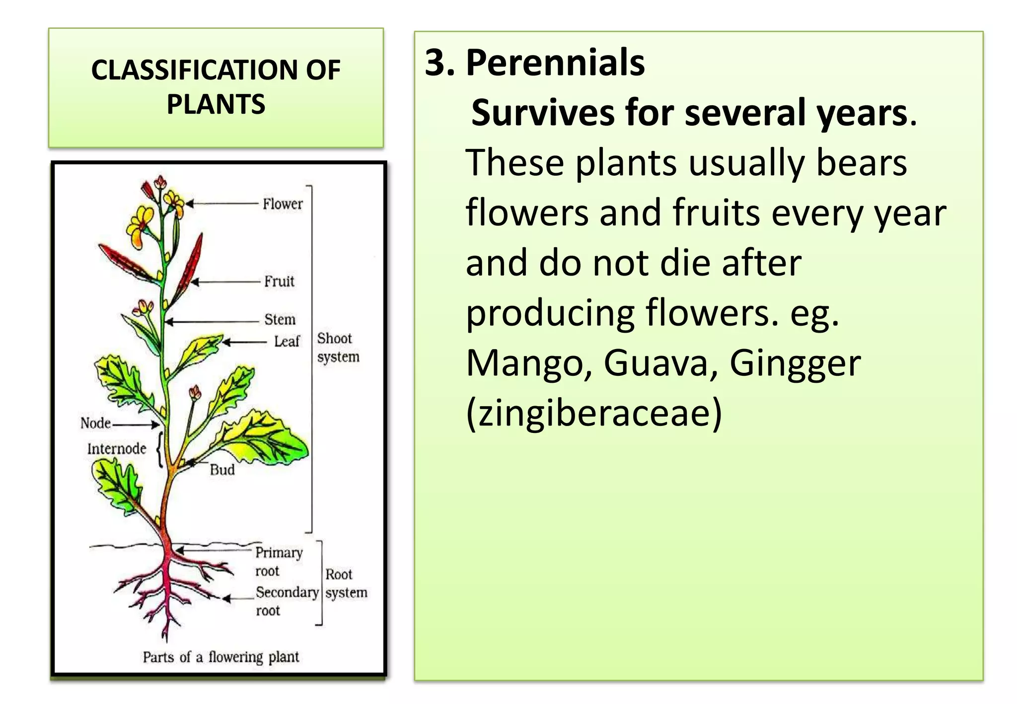 1. plant morphology introduce | PPTX