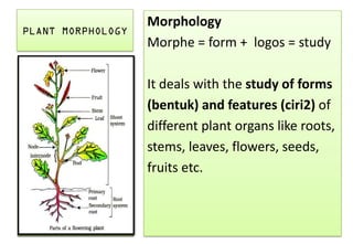 1. plant morphology introduce | PPTX