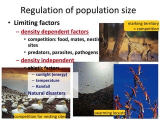 Population Ecology | PPT