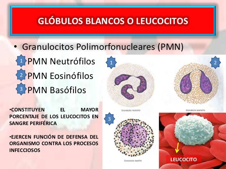 1 Presentación Glóbulos Blancos
