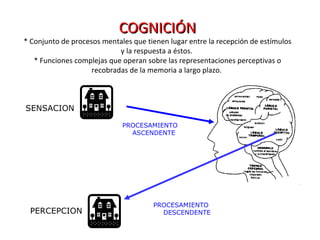 1. procesos cognitivos_basicos_principal | PPT