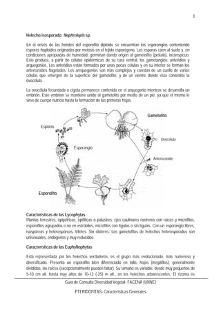 1 pteridofitas | PDF