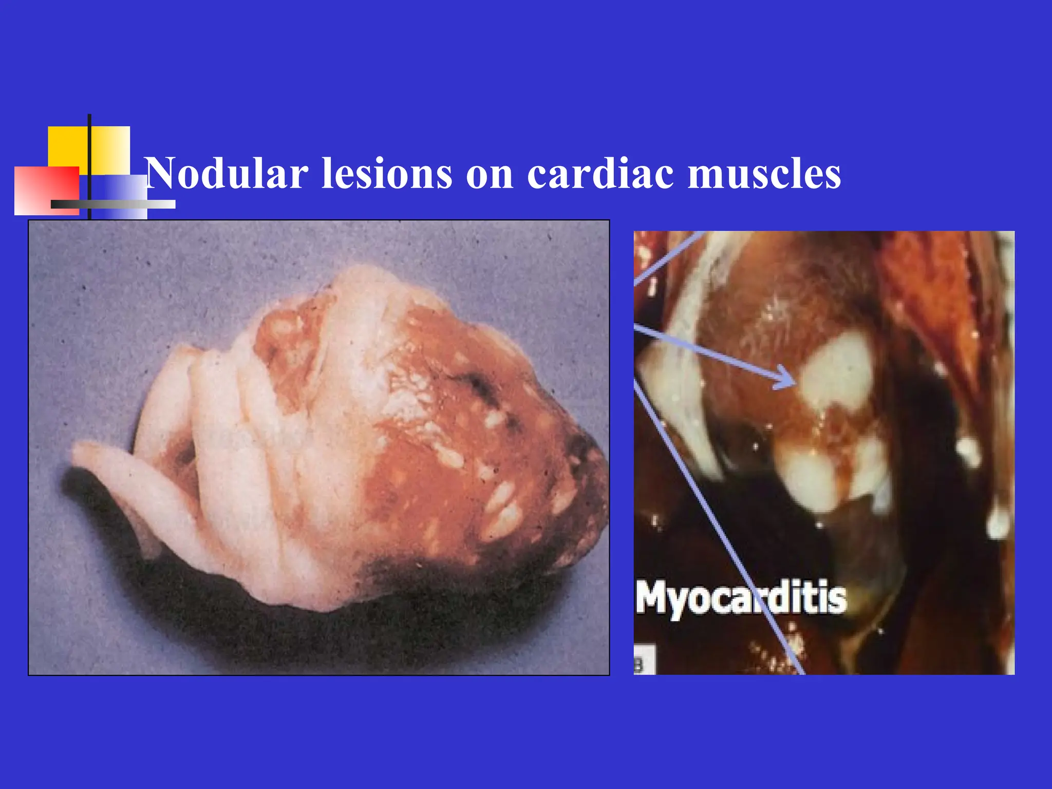 1-Pullorum disease 2021.avian-diseaseppt | PPT