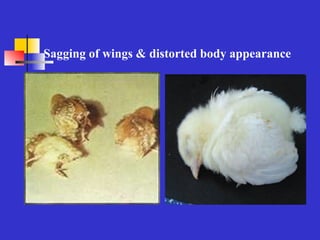 1-Pullorum disease 2021.avian-diseaseppt | PPT