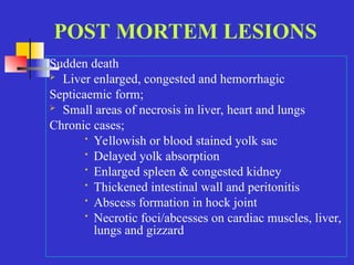 1-Pullorum disease 2021.avian-diseaseppt | PPT