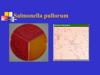 1-Pullorum disease 2021.avian-diseaseppt | PPT