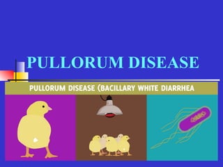 1-Pullorum disease 2021.avian-diseaseppt | PPT