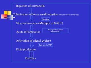 1-Pullorum disease 2021.avian-diseaseppt | PPT