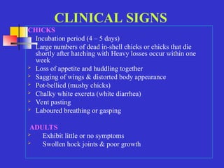 1-Pullorum disease 2021.avian-diseaseppt | PPT
