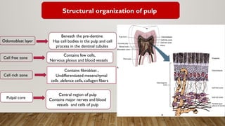 1- Pulpal Response to dental caries, Various Dental Procedures ...