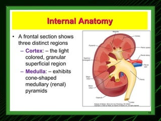 1-Renal Physiology 1 (Renal Functions & Basic Concepts).ppt