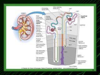 1-Renal Physiology 1 (Renal Functions & Basic Concepts).ppt