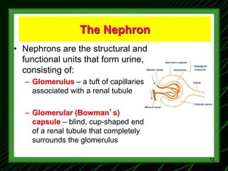 1-Renal Physiology 1 (Renal Functions & Basic Concepts).ppt