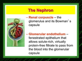 1-Renal Physiology 1 (Renal Functions & Basic Concepts).ppt