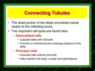 1-Renal Physiology 1 (Renal Functions & Basic Concepts).ppt
