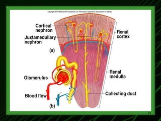 1-Renal Physiology 1 (Renal Functions & Basic Concepts).ppt