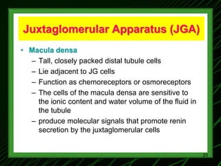 1-Renal Physiology 1 (Renal Functions & Basic Concepts).ppt