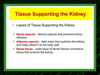 1-Renal Physiology 1 (Renal Functions & Basic Concepts).ppt