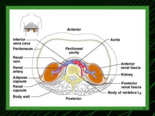 1-Renal Physiology 1 (Renal Functions & Basic Concepts).ppt | Endocrine ...