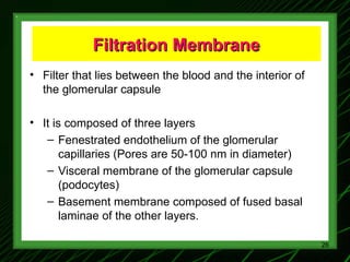 1-Renal Physiology 1 (Renal Functions & Basic Concepts).ppt