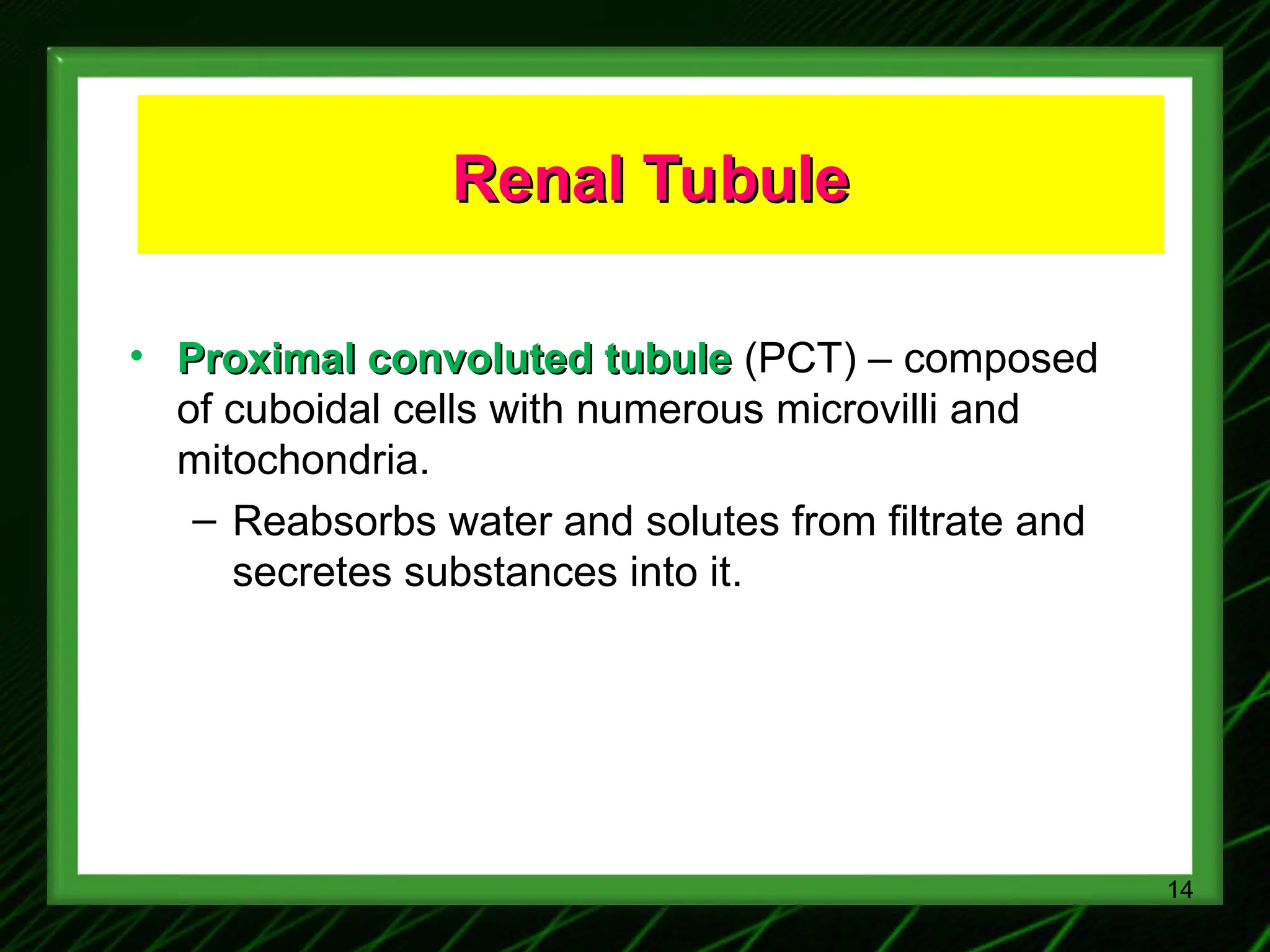 1-Renal Physiology 1 (Renal Functions & Basic Concepts).ppt
