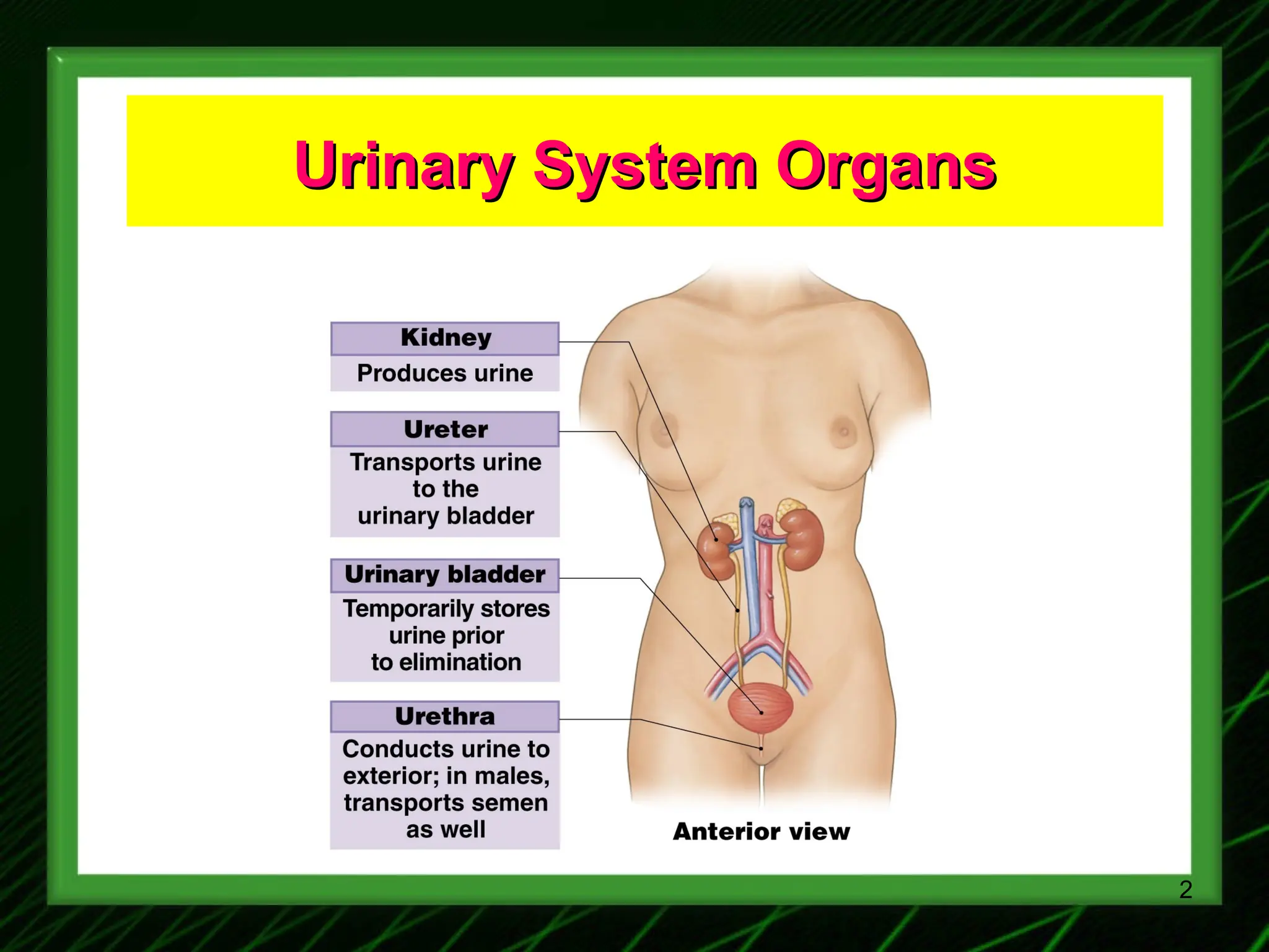 1-Renal Physiology 1 (Renal Functions & Basic Concepts).ppt